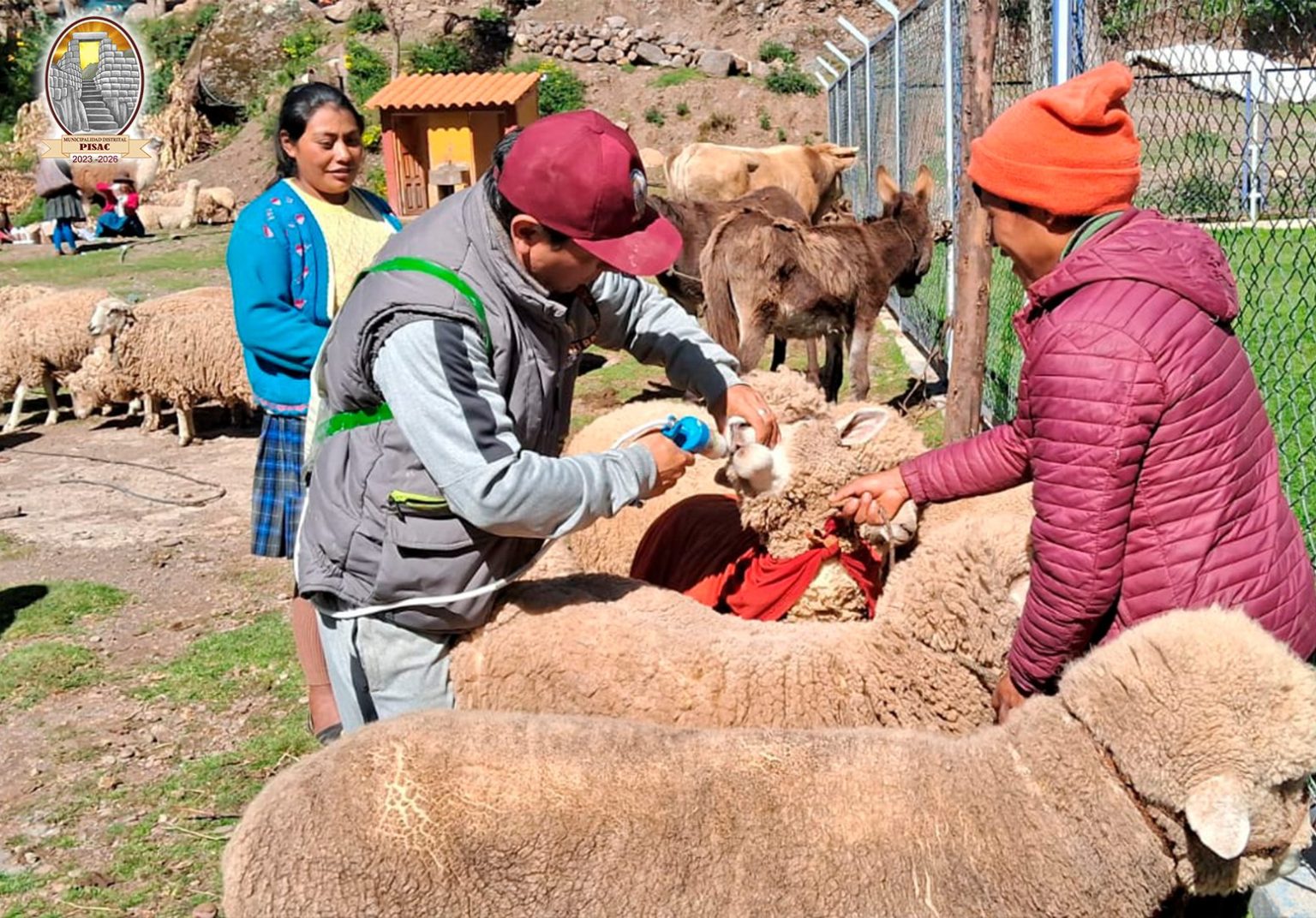 CONTINUA LA CAMPAÑA DE SANIDAD ANIMAL EN EL DISTRITO DE PISAC ...
